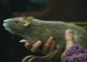 Answer These 10 Questions And We'll Reveal Which "Harry Potter" Wizard ...