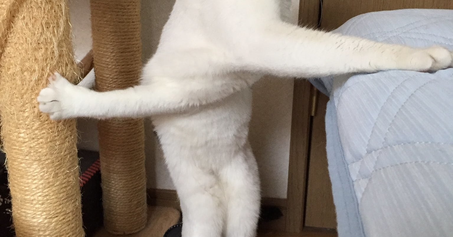 My Favourite 33 Pictures Of Cats On The Internet