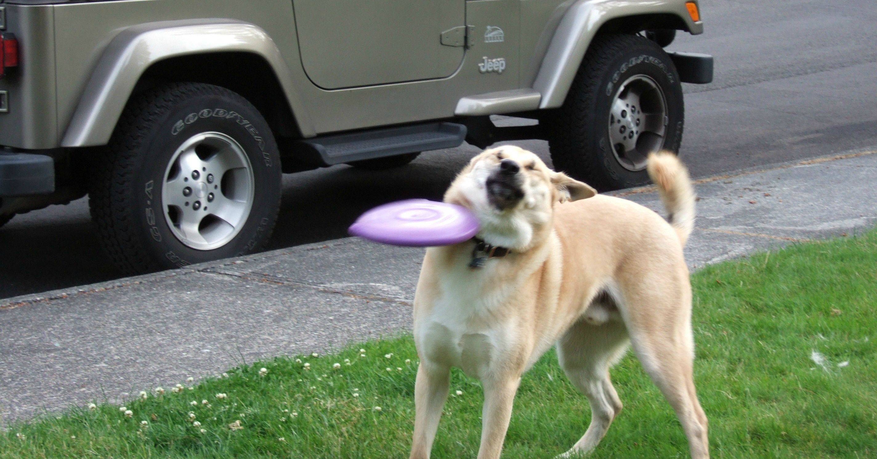 Mis 33 fotos favoritas de perros de Internet