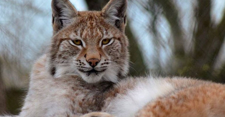 A Zoo Says It Is "Truly Devastated" An Escaped Baby Lynx Was Shot Dead ...