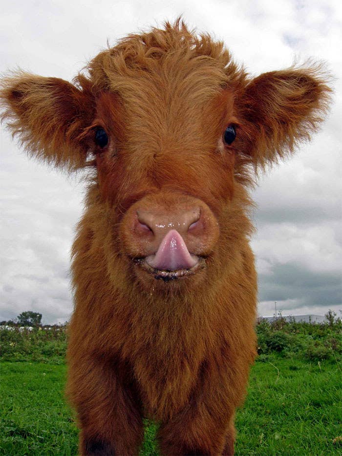 Fluffiest Cow
