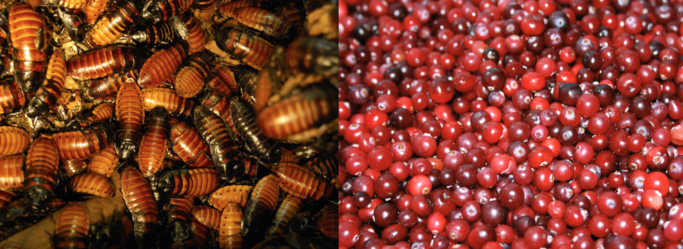 We’re Headed Toward A Thanksgiving Brimming With Insects. Here Are The ...