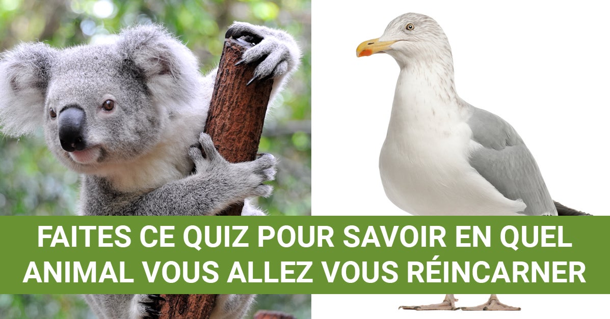 Répondez à ces 8 questions et on devine en quel animal vous vous ...