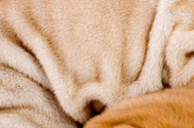 Are These Zoomed In Pics Of Dogs Or Something Else Entirely?