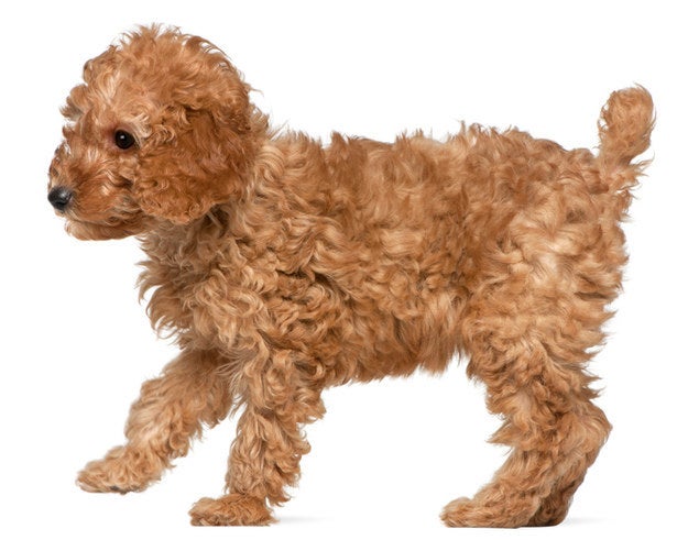 Are These Zoomed In Pics Of Dogs Or Something Else Entirely?