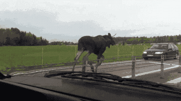 I Never Realised How Huge Moose Are And Now I'm Freaking Out