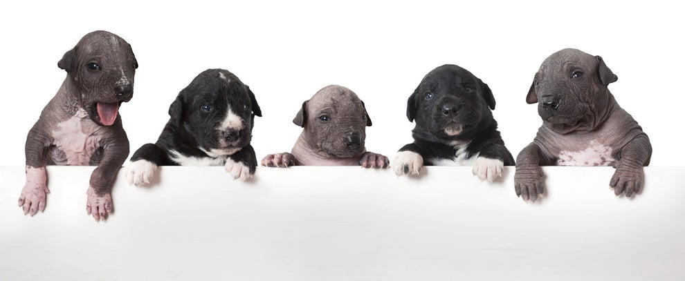 16 Fascinating Facts About The Dog Breed From "Coco" (2026)