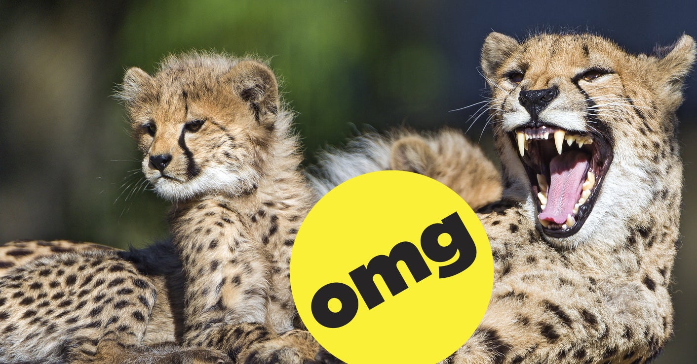 I Just Learned That Cheetahs Don't Roar, They MEOW Like Your Dang House Cat