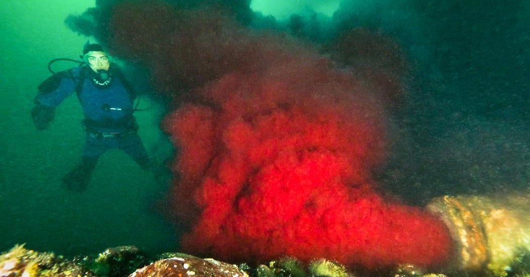 So This Pipe Is Just Spewing Blood And Fish Guts Into The Open Water