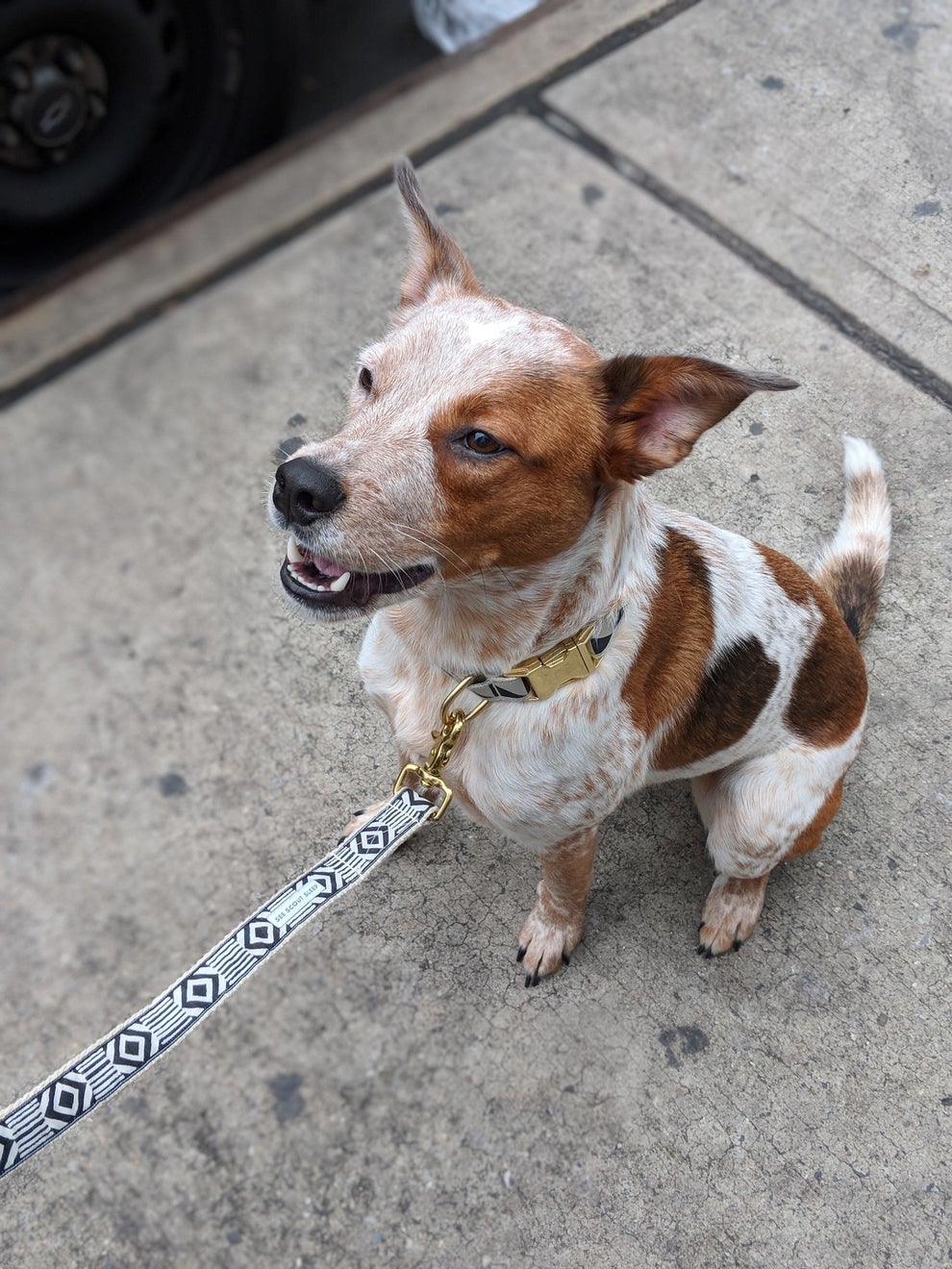 We Took 9,782 Pictures Of NYC Dogs And Here Are The 99 Best Ones