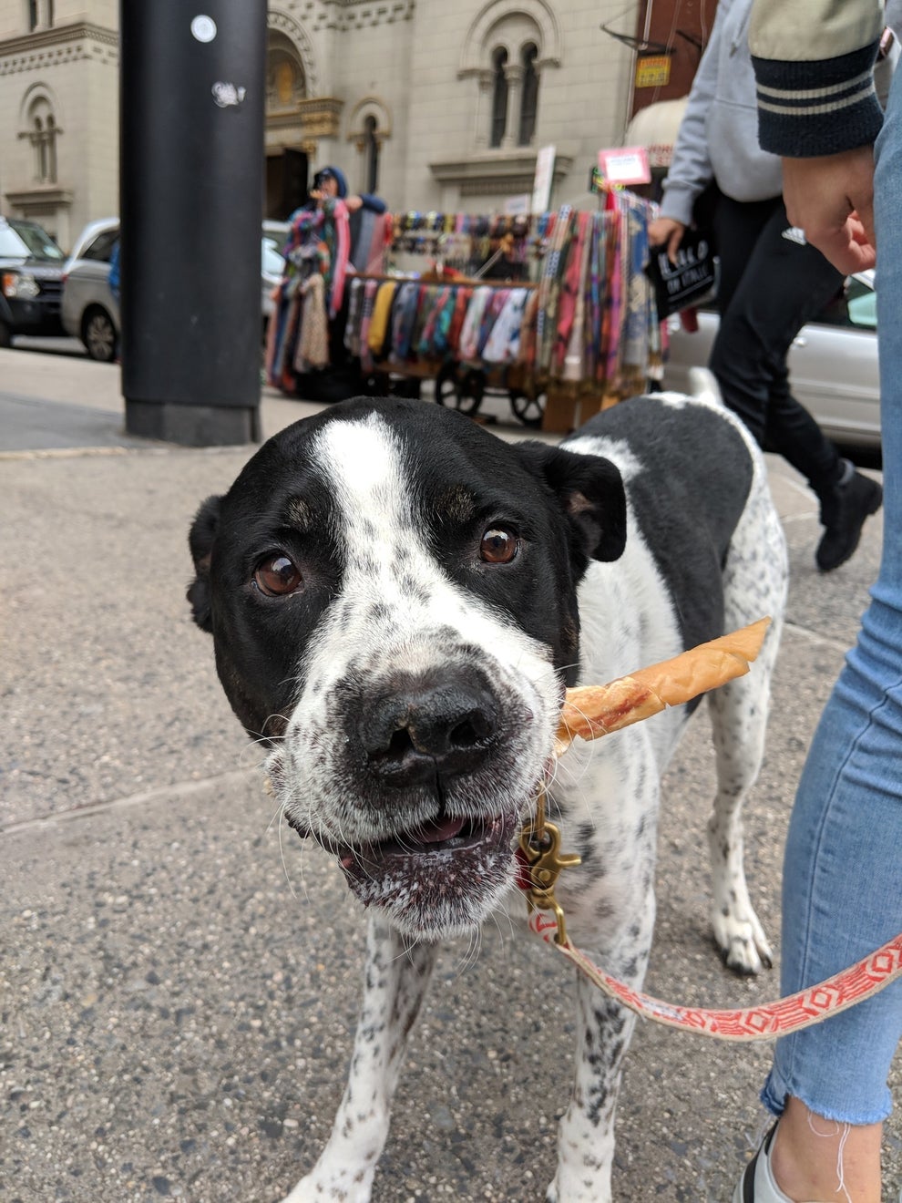 We Took 9,782 Pictures Of NYC Dogs And Here Are The 99 Best Ones