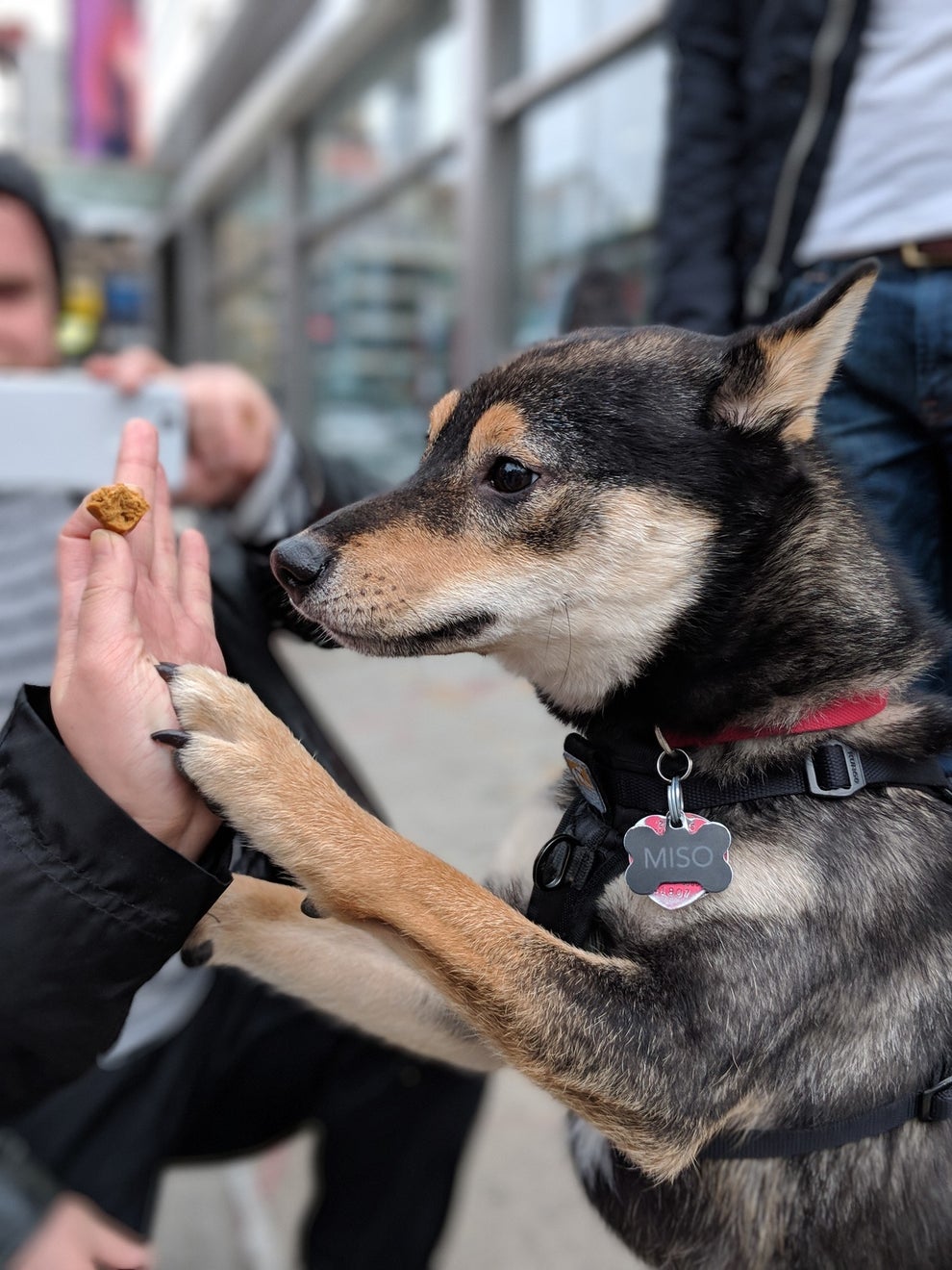 We Took 9,782 Pictures Of NYC Dogs And Here Are The 99 Best Ones