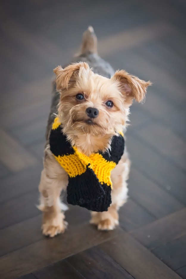 Which Hogwarts House Does Your Dog Belong In?