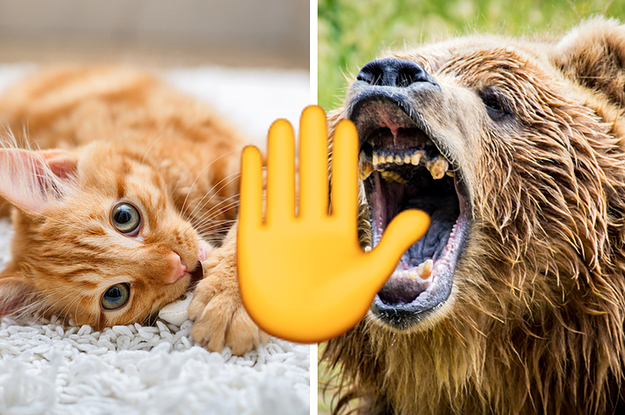 Tell Us Whether Or Not You'd Pet These Animals And We'll Reveal What ...