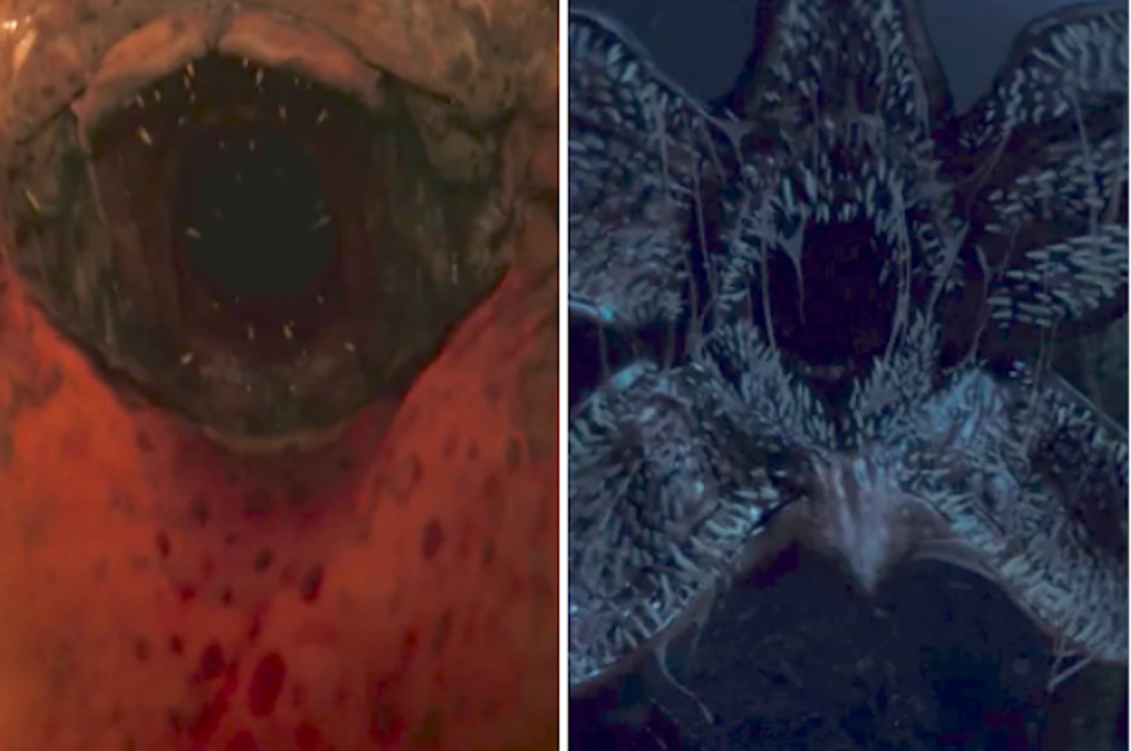11 Tubular Facts About The New "Stranger Things 2" Creatures