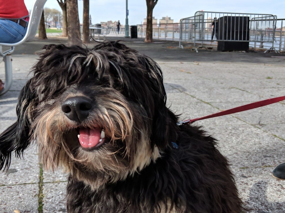 We Took 9,782 Pictures Of NYC Dogs And Here Are The 99 Best Ones