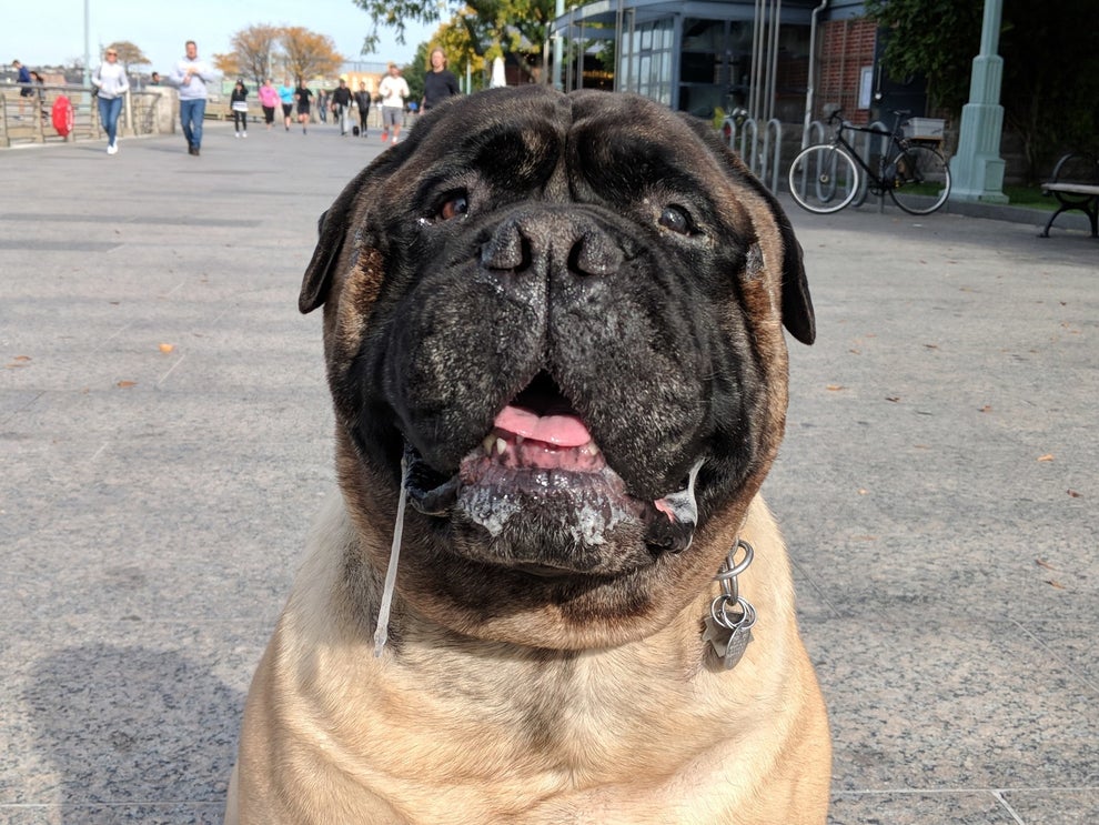 We Took 9,782 Pictures Of NYC Dogs And Here Are The 99 Best Ones