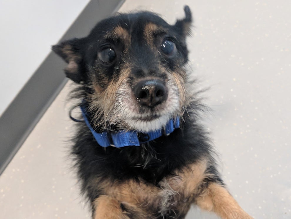 We Took 9,782 Pictures Of NYC Dogs And Here Are The 99 Best Ones