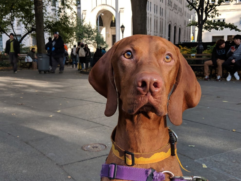 We Took 9,782 Pictures Of NYC Dogs And Here Are The 99 Best Ones