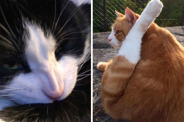 42 Really Small And Random Things Only Cat Owners Know About Their Cats