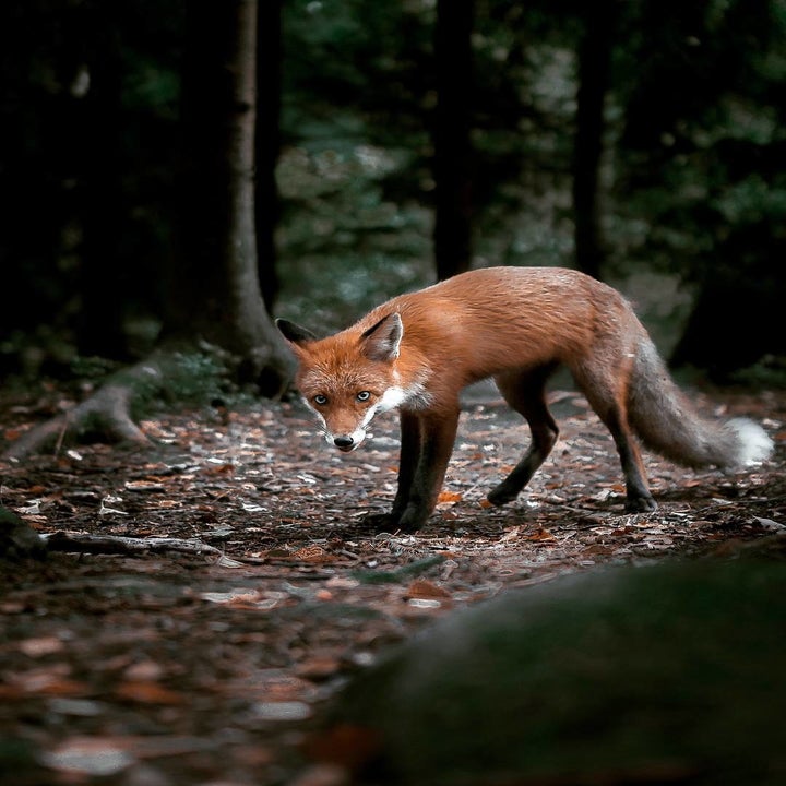 This Photographer Takes Stunning Pictures Of Finnish Animals That Look ...