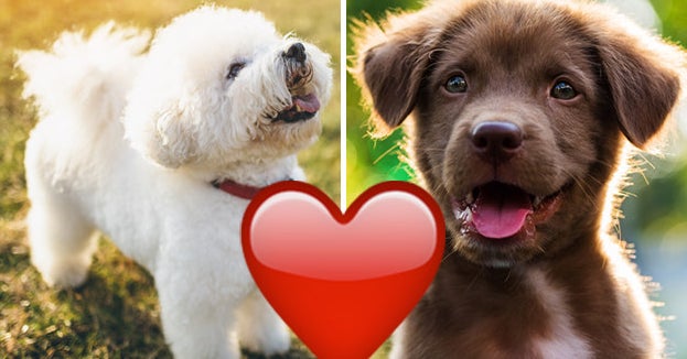 Pet These Very Good Dogs And They'll Give You A Compliment
