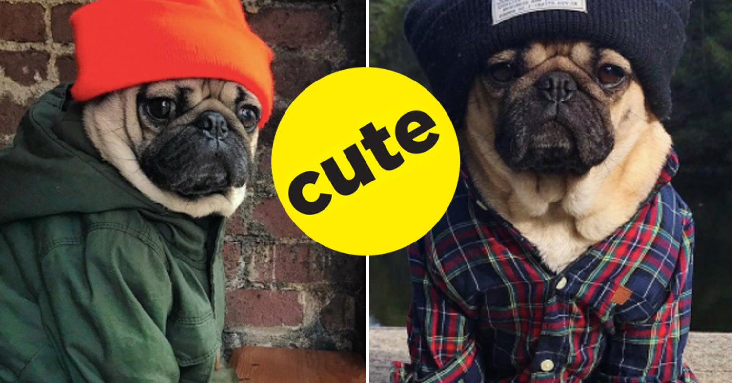 17 Times Doug The Pug Was The Hipster Man Of Your Dreams In 2017