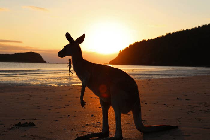 16 Activities Down Under That Are Perfect If You're A Lazy Person