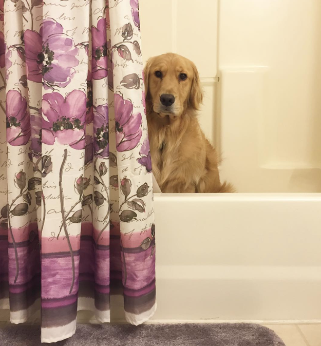 Funny Pictures & Memes: These 15 Dogs Probably Get A Lot More Attention ...