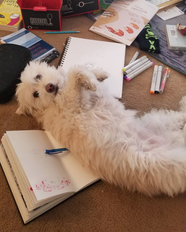 Funny Pictures & Memes: These 15 Dogs Probably Get A Lot More Attention ...