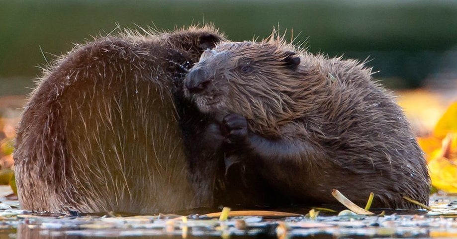 Beavers Being Reintroduced In Britain Is A Good And Important Thing So ...