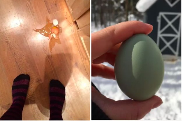 11 Facts About Eggs That Will Make You Say, "Woah, I Didn't Know That!"