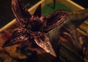 14 Impossible Questions For Fans Of "Stranger Things" And "Game Of Thrones"