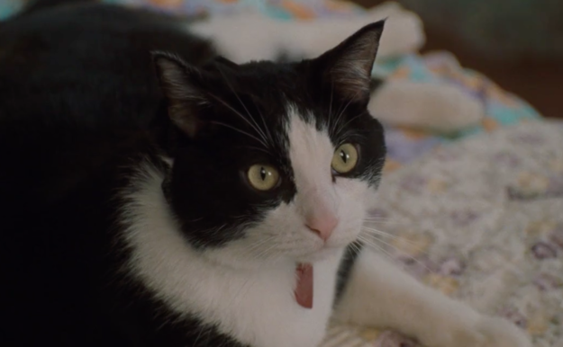 Only A True Genovian Will Get 11/16 On This "The Princess Diaries" Quiz