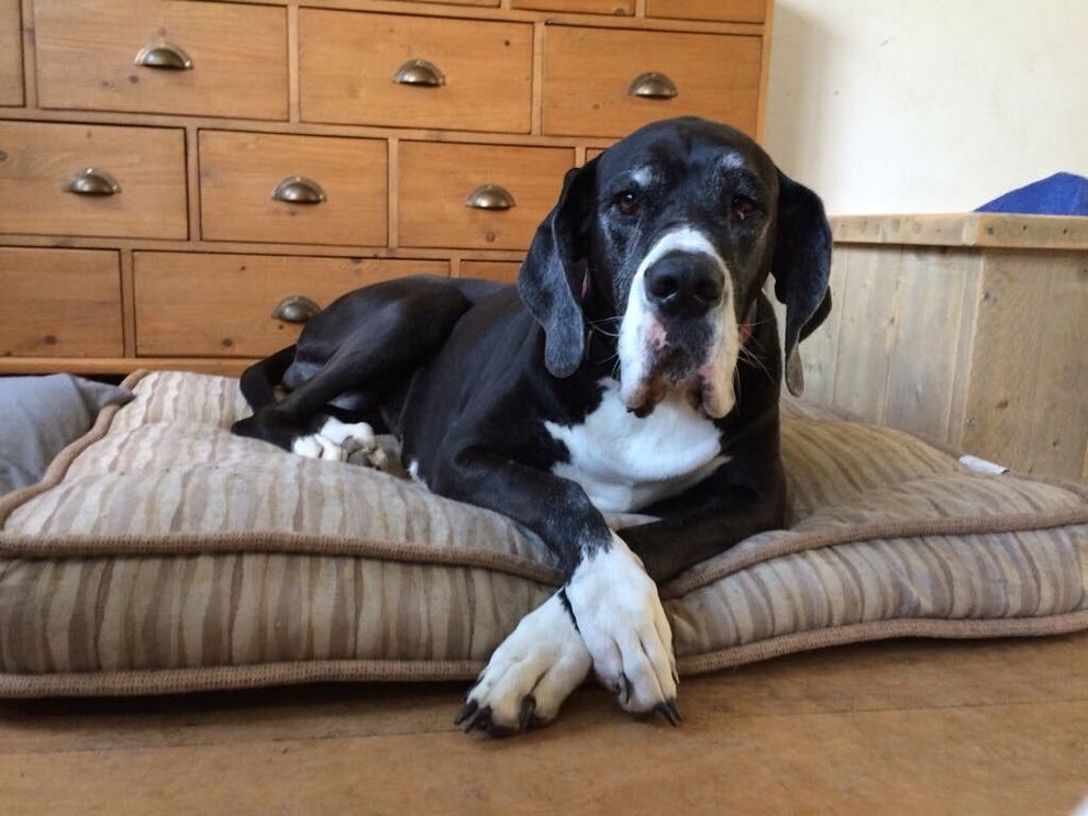 24 Dogs That Are Not Only Good, But Also Classy