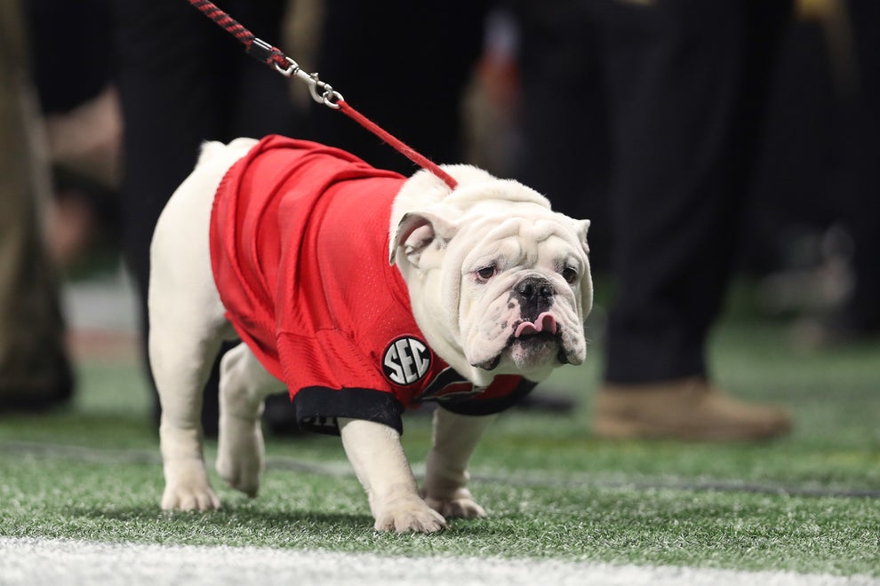 14 Fierce College Mascots Who Are Actually Good Boys