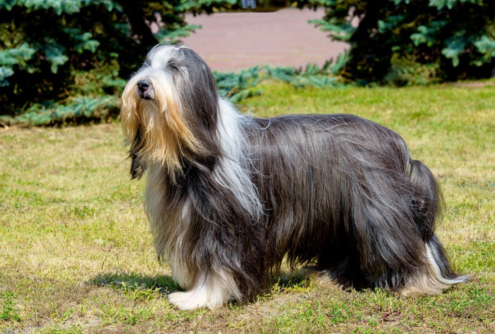 Once You Realize That Post Malone's Mustache Looks Like Two Dogs ...