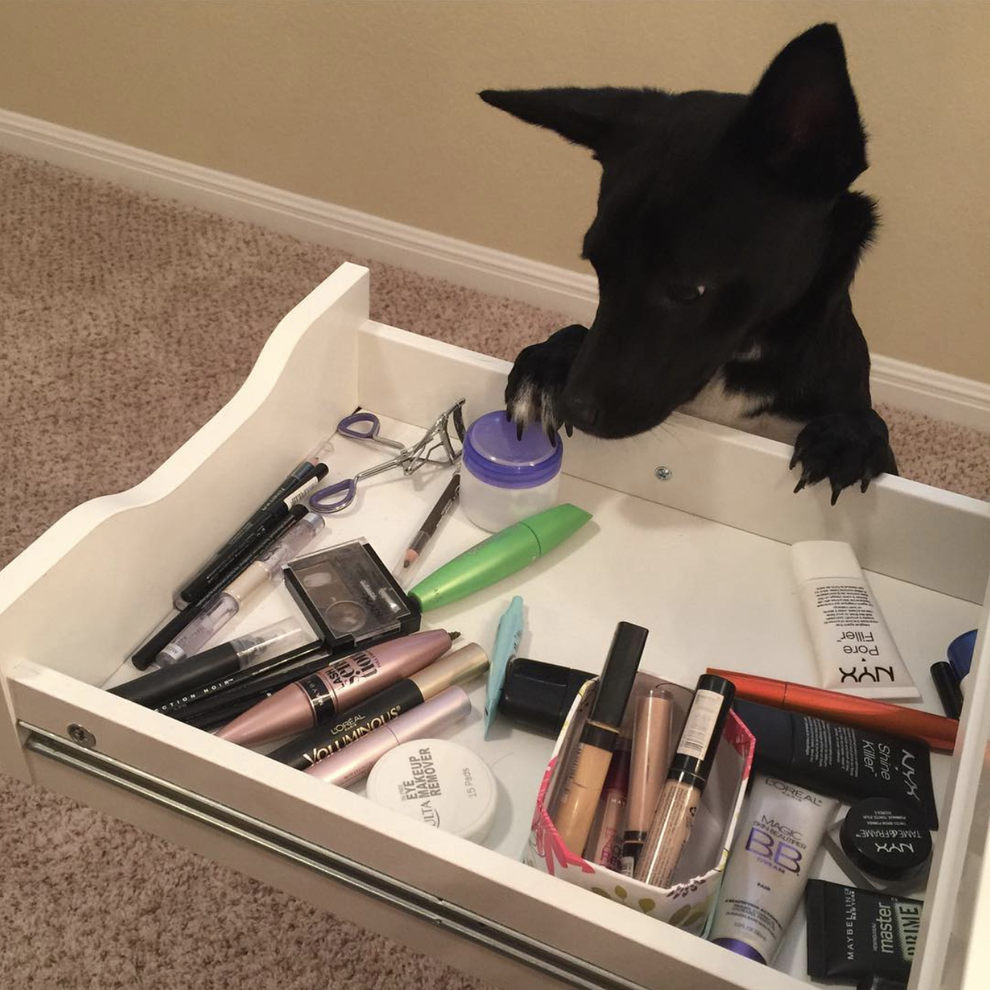 17 Hilarious Pics That’ll Make Any Makeup Lover With A Dog Say “Yup ...