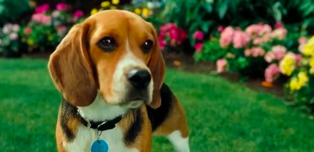 Only A True Dog Expert Will Get 11/16 On This Movie Quiz