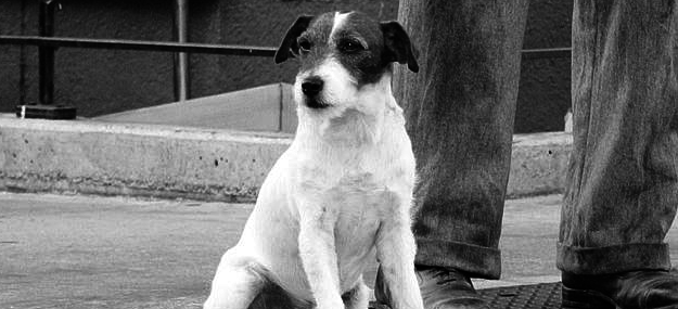 Only A True Dog Expert Will Get 11/16 On This Movie Quiz