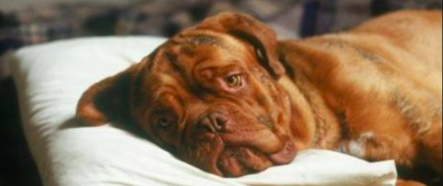 Only A True Dog Expert Will Get 11/16 On This Movie Quiz