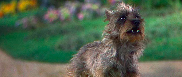 Only A True Dog Expert Will Get 11/16 On This Movie Quiz