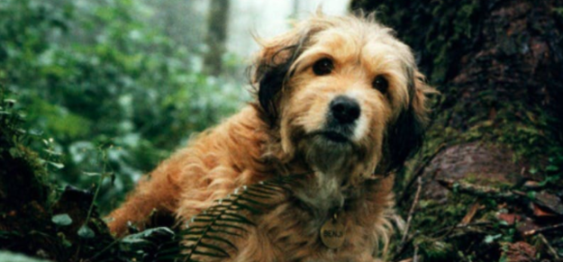 Only A True Dog Expert Will Get 11/16 On This Movie Quiz