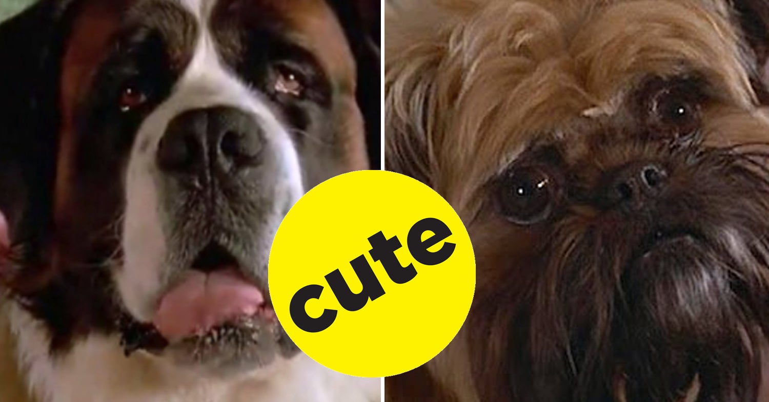Only A True Dog Expert Will Get 11/16 On This Movie Quiz