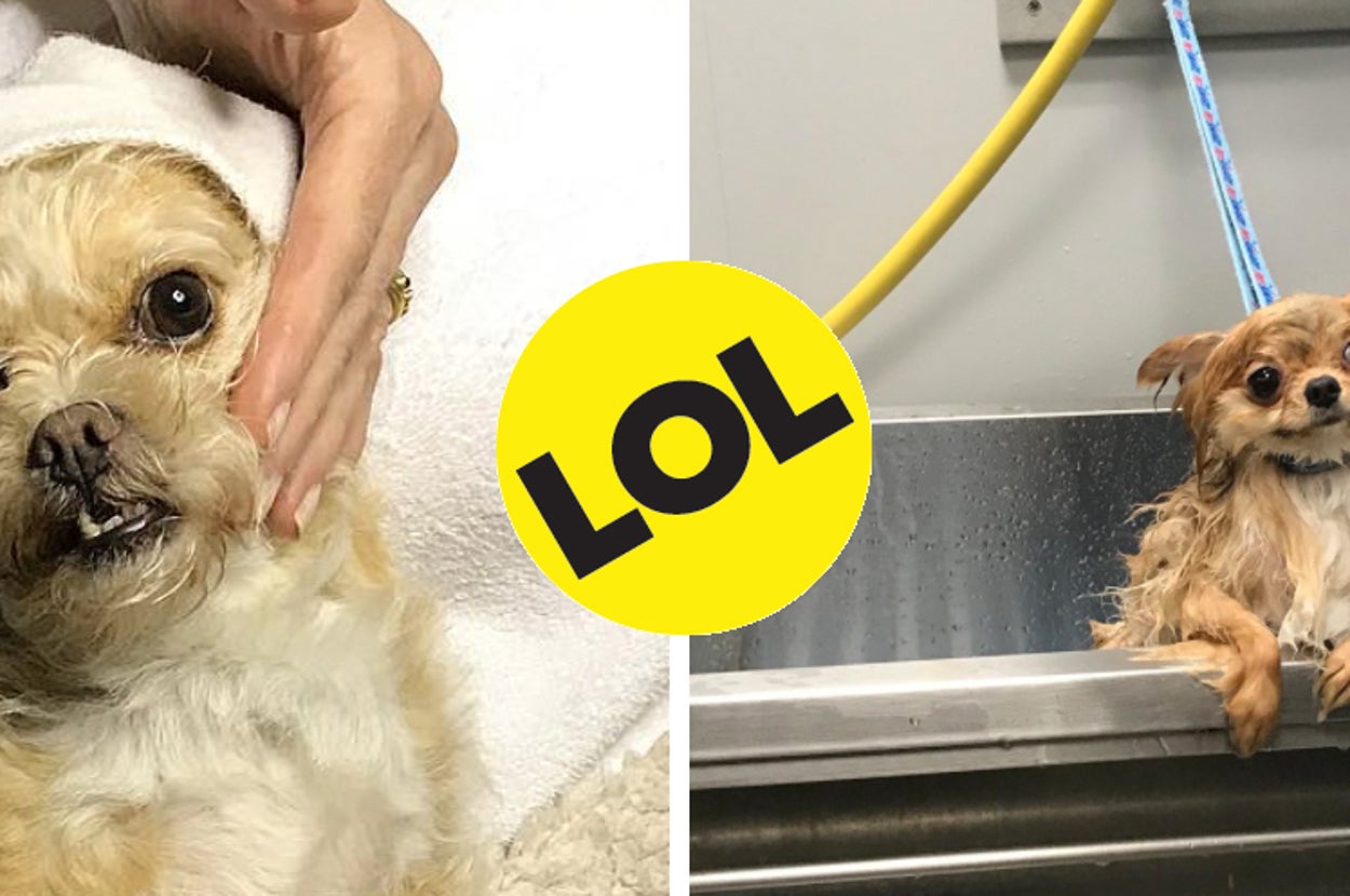 13 Hilarious Dog-Grooming Struggles Every Dog Owner Has Faced