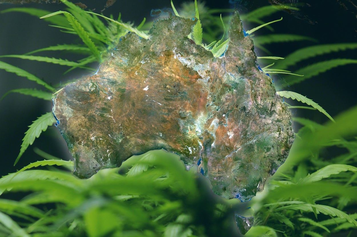 Medical Cannabis Regulation Might Be A "Basket Case", But Greg Hunt ...