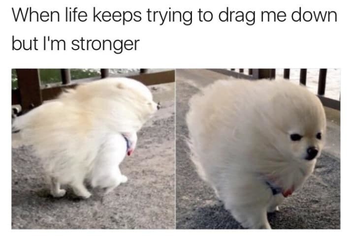 29 Tweets & Tumblr Posts Anyone With A Small, Fluffy Dog Will Find ...