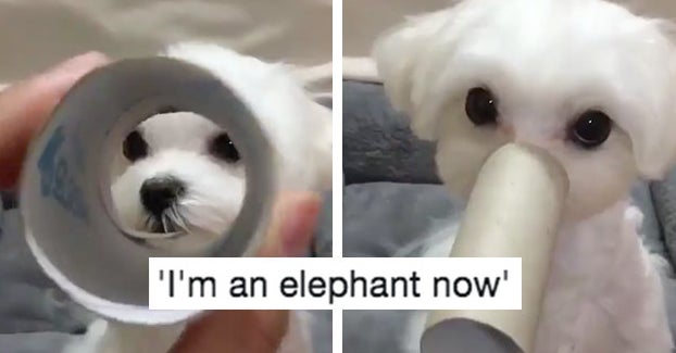 29 Tweets & Tumblr Posts Anyone With A Small, Fluffy Dog Will Find ...
