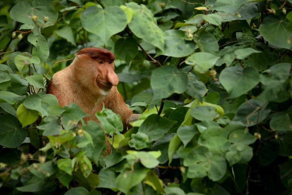 The Bigger The Nose, The More Sex These Monkeys Have, According To Science