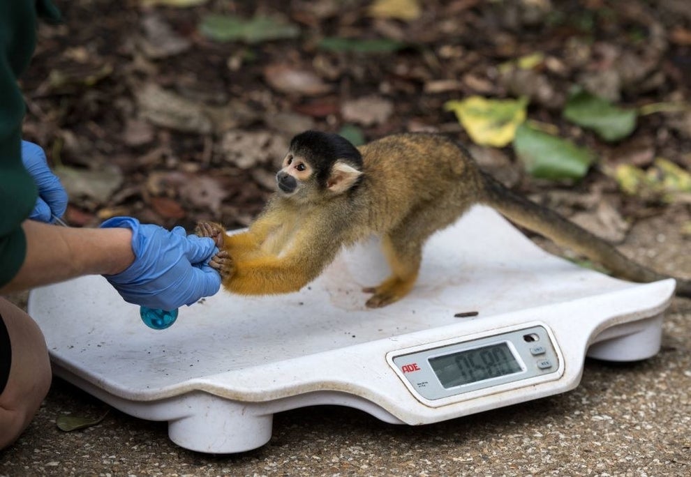 12 Tiny Adorable Animals Being Weighed On Tiny Adorable Scales
